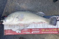 Bassman Wake Walker – Rod Mackenzie – CodMac Lures